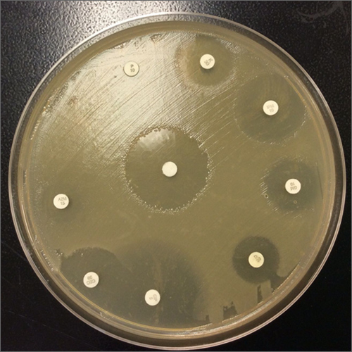 Kirby-Bauer Test (Disk Diffusion Test) – CET Scientific Services Pte Ltd Kirby-Bauer Test (Disk Diffusion Test) – CET Scientific Services Pte Ltd